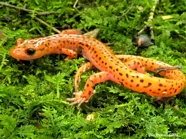 Cave Salamander | Project Noah