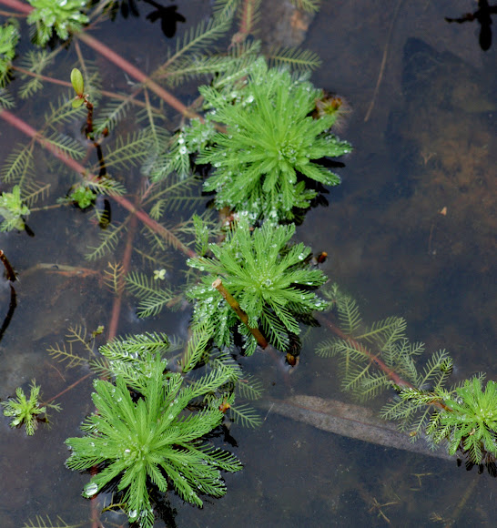 Brazilian Watermilfoil | Project Noah