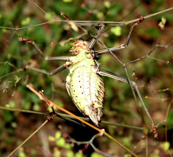 Corn Cricket | Project Noah