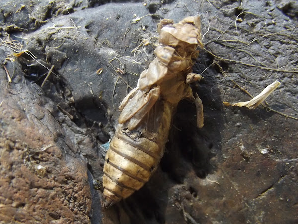 Mudeye | Project Noah