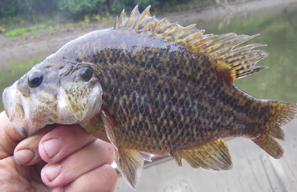 Rock Bass | Project Noah