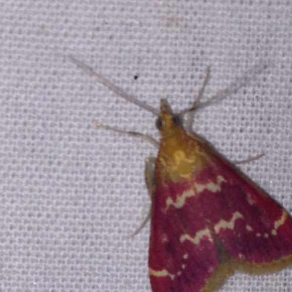 Raspberry pyrausta | Project Noah
