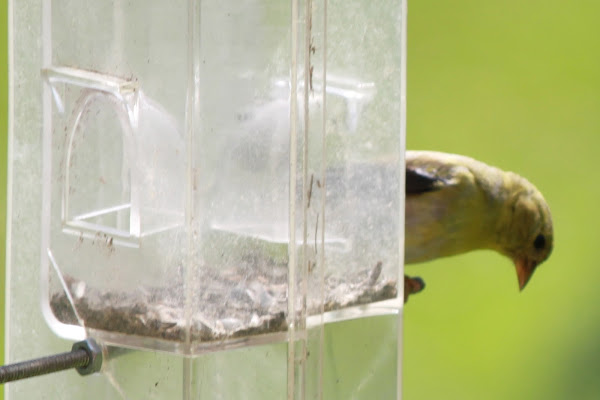 American Goldfinch | Project Noah