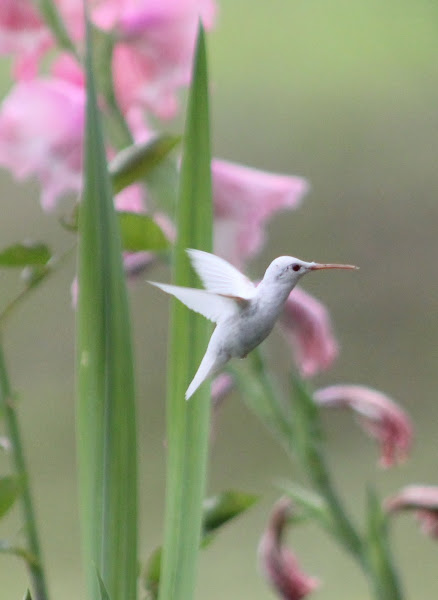 Albino hummingbird | Project Noah