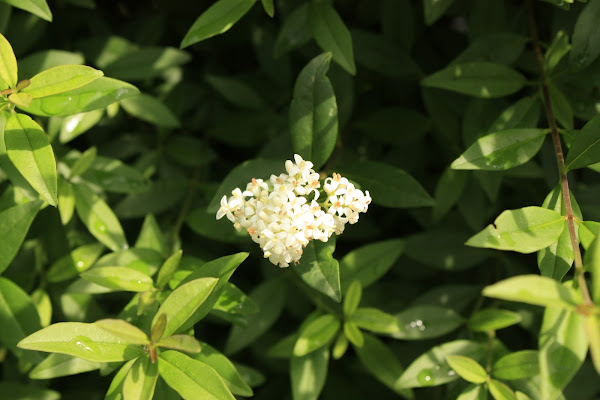 European Privet | Project Noah