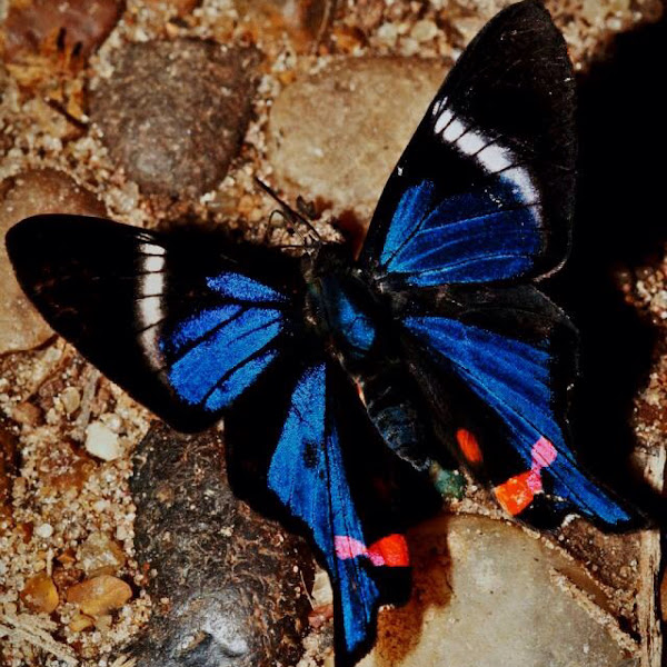 Periander Metalmark | Project Noah