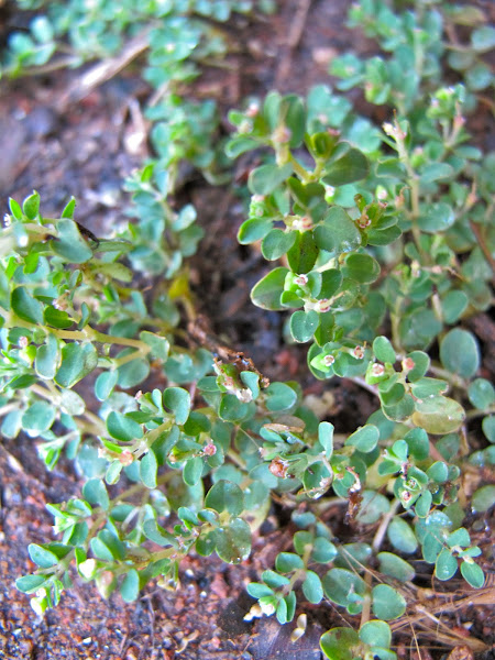 Prostrate sandmat | Project Noah