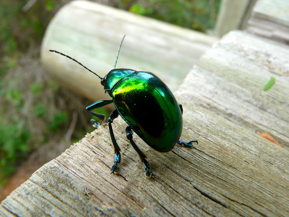 Green Leaf Beetle | Project Noah