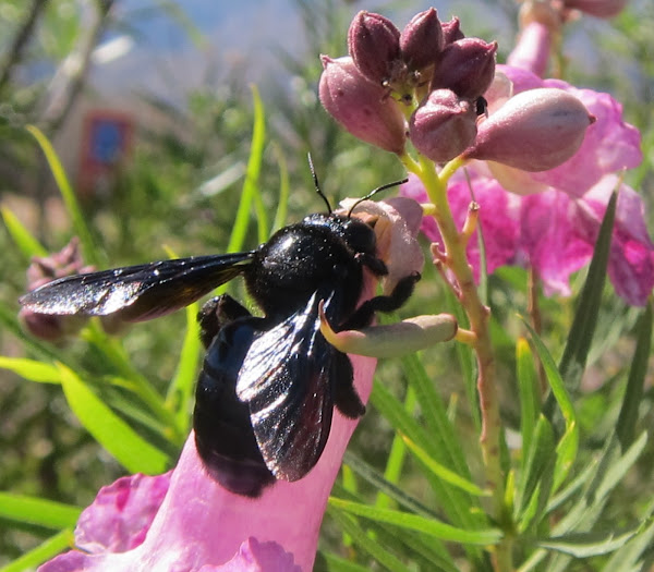 Arizona Carpenter Bees | Project Noah