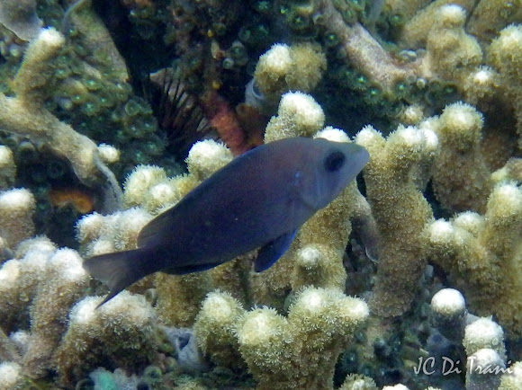 Blue Hamlet | Project Noah