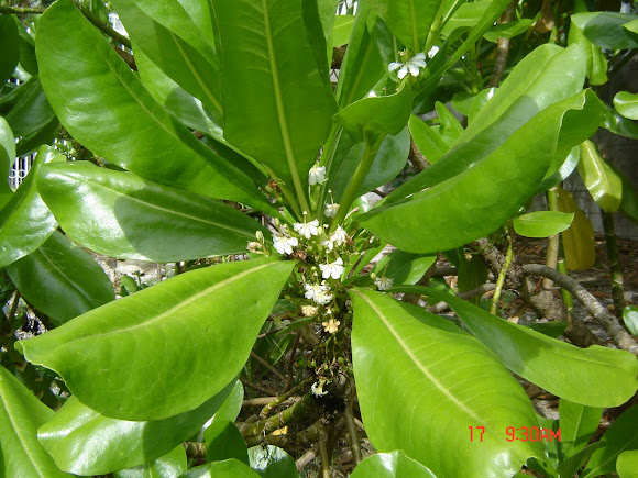 Scaveola | Project Noah