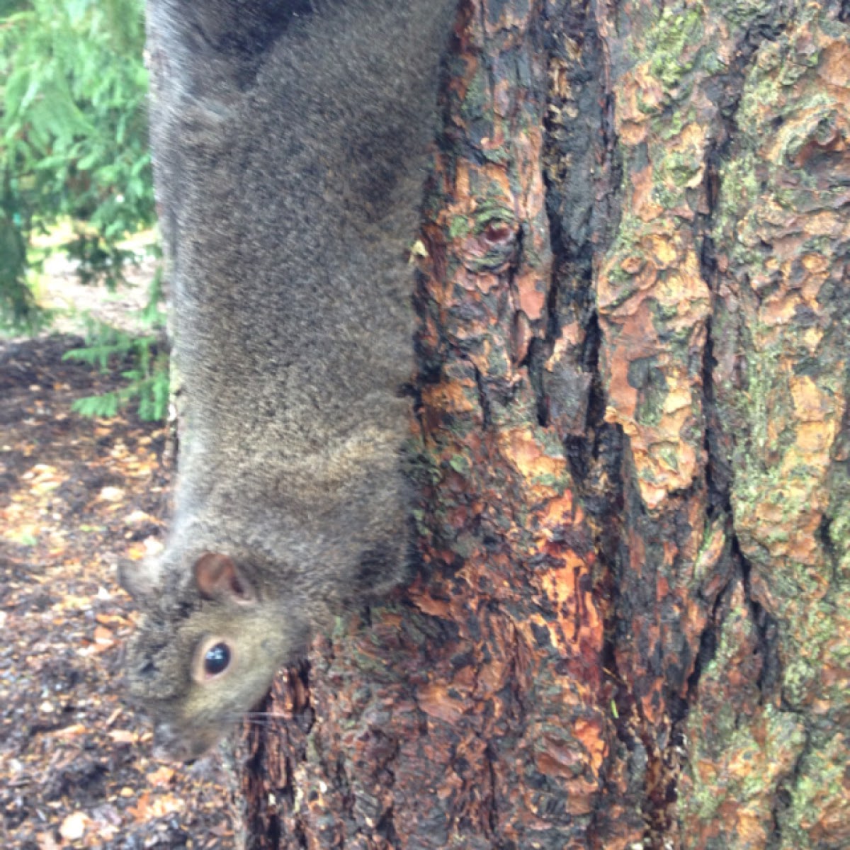 Spotting | Project Noah