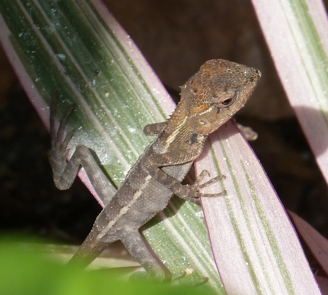 Oriental Garden Lizard | Project Noah