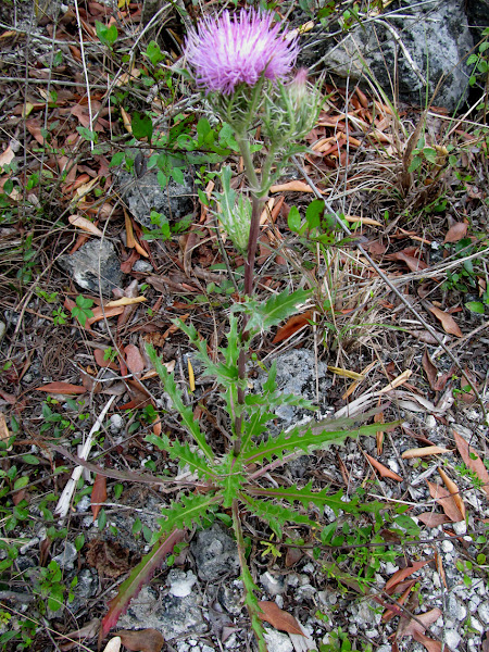 Horrible Thistle | Project Noah