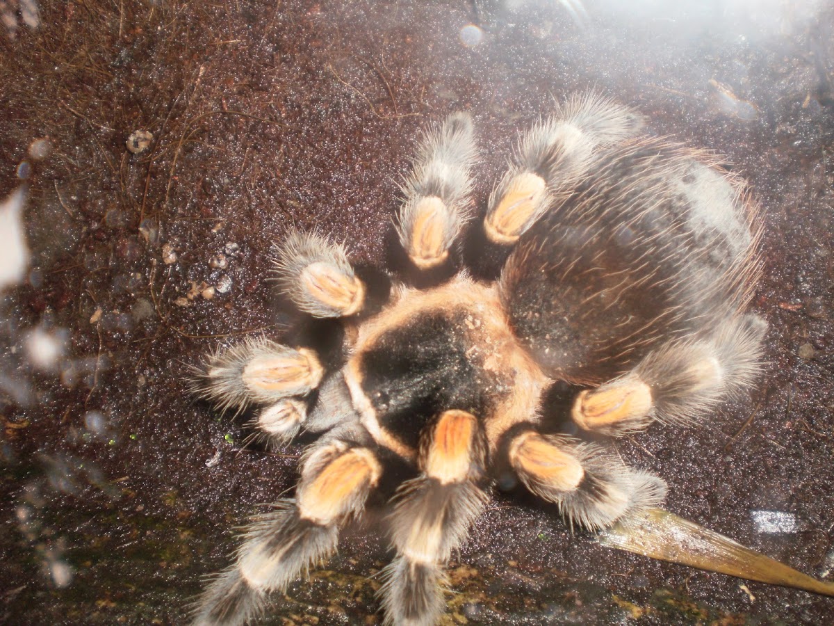 Mexican redknee tarantula | Project Noah