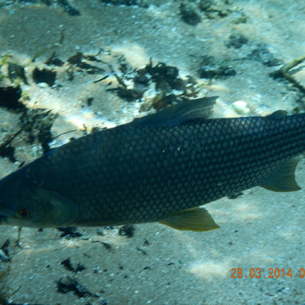 Curimbata | Project Noah