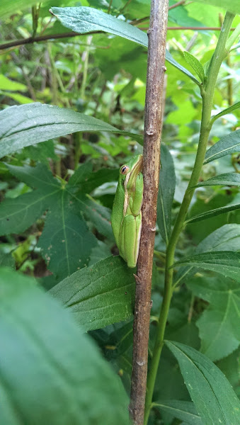 American green tree frog | Project Noah