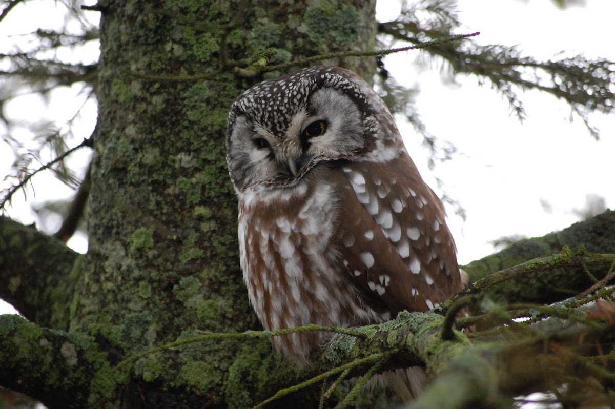 Boreal Owl | Project Noah