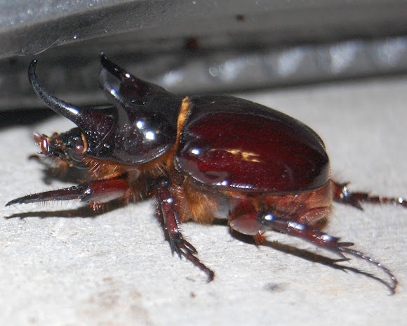 Ox Beetle | Project Noah