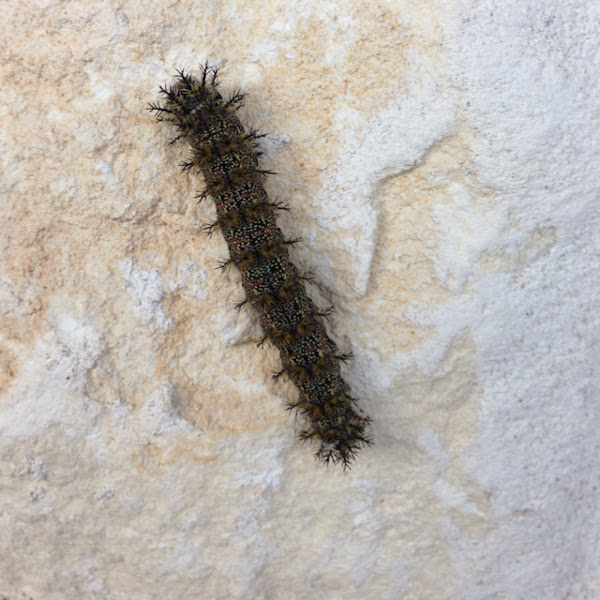 Buck Moth Caterpillar | Project Noah