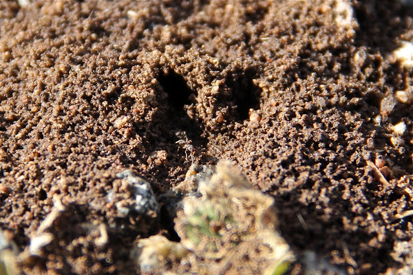 Ant Burrow | Project Noah