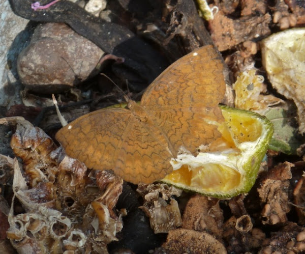 Common Castor | Project Noah