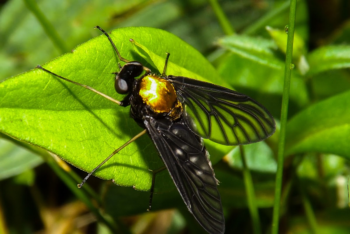 Golden-backed Snipe Fly | Project Noah