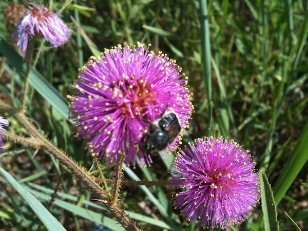 Sensitive briar | Project Noah