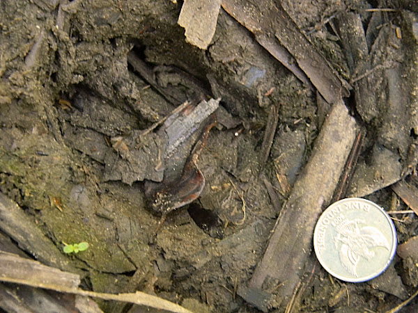 wild boar (tracks) | Project Noah