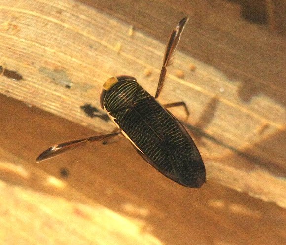 Lesser water boatman | Project Noah
