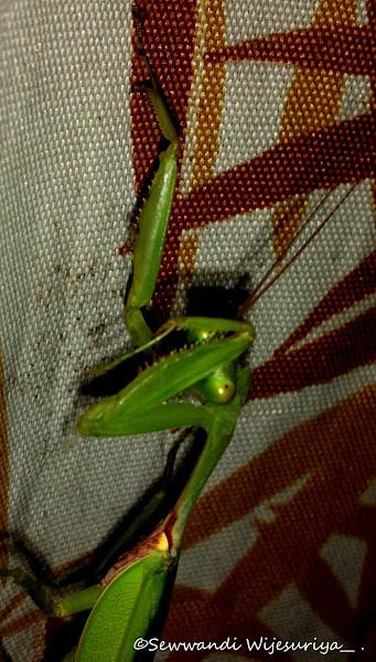 Praying mantis | Project Noah