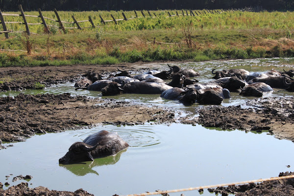 water buffalo | Project Noah