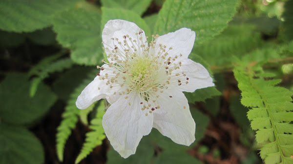 Spotting | Project Noah