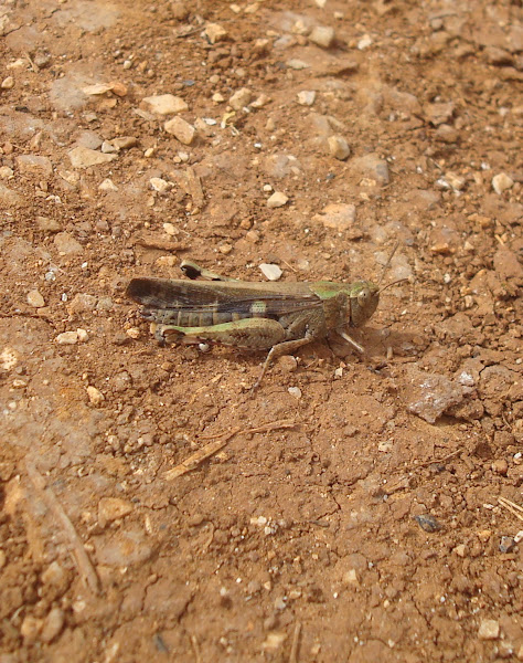 Grasshopper / Obični zeleni skakavac | Project Noah