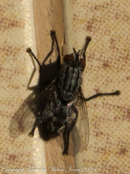 Flesh Fly | Project Noah