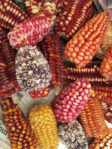 Variegated maize | Project Noah