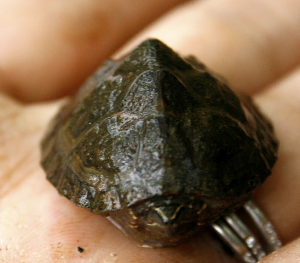 Common Musk Turtle, hatchling | Project Noah