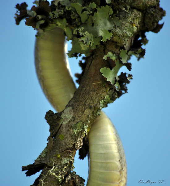 Red-Lipped Herald | Project Noah