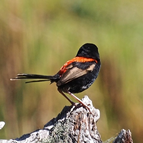 Red-backed Fairy-wren (male) | Project Noah