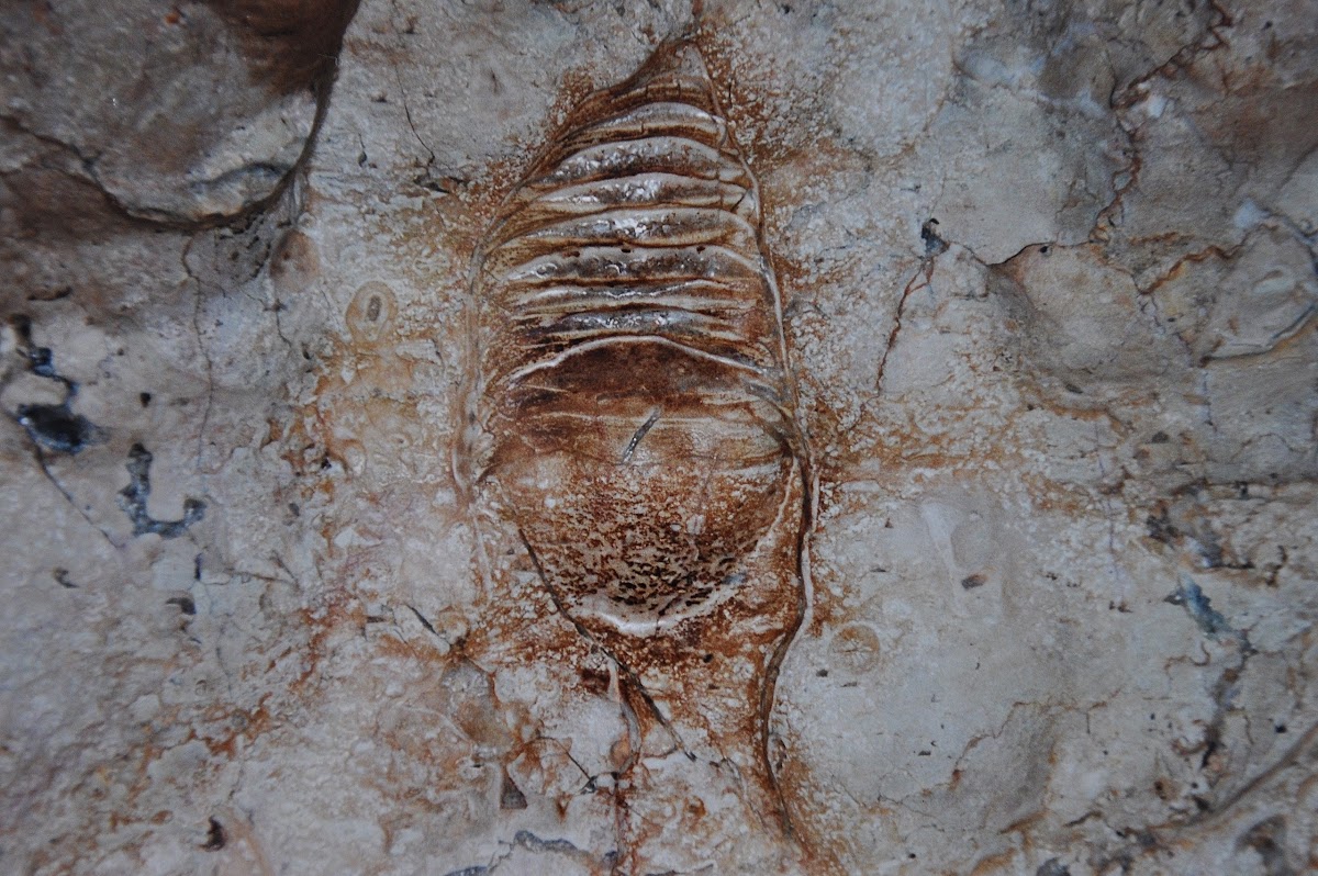 Stromatoporoid Fossil | Project Noah