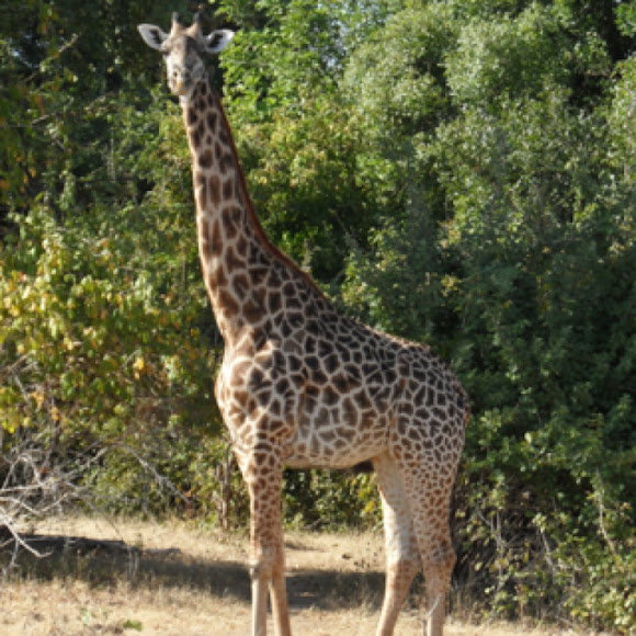 Rhodesian Giraffe | Project Noah