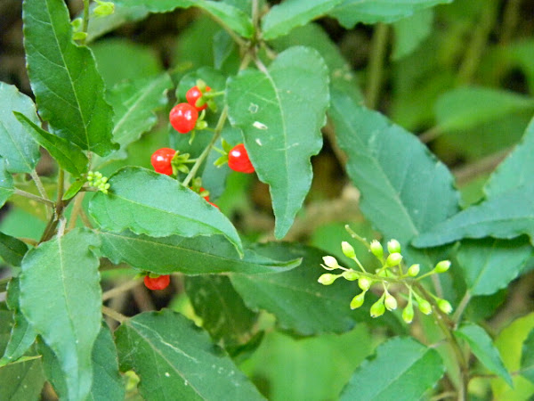 bloodberry, coral berry, pigeonberry, rouge plant | Project Noah