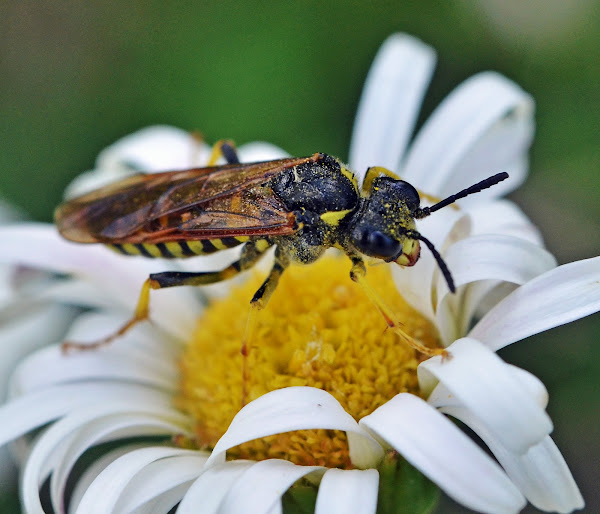 Sawfly | Project Noah