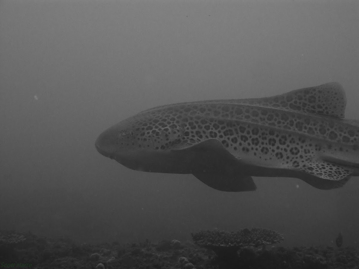 Zebra (leopard) Shark | Project Noah