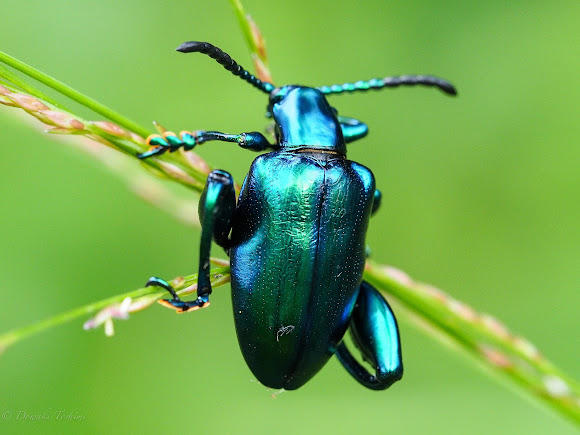 Frog legged leaf beetle | Project Noah