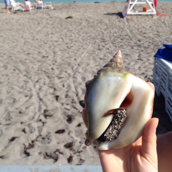 Milk Conch | Project Noah