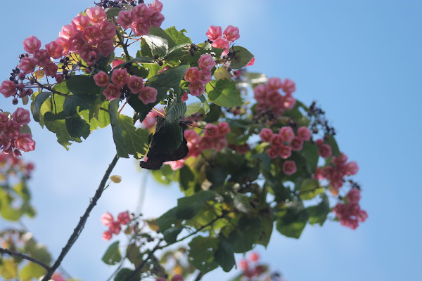 Mahot rose | Project Noah