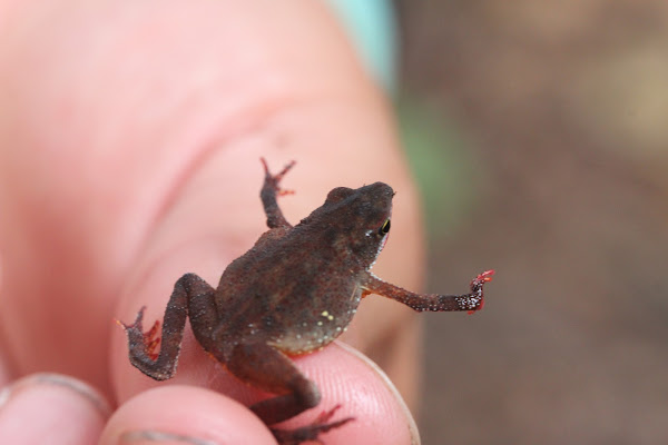 Orange-Bellied Leaf Toad | Project Noah