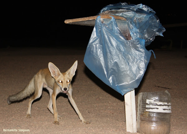 Egyptian Red Fox | Project Noah