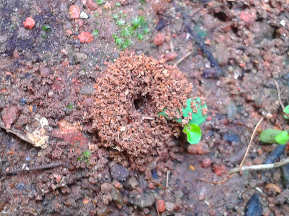 Ant Hive | Project Noah